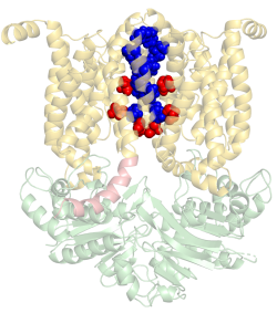 פרוייקט סטודנט/ית חוקר/ת - Technion Medicine